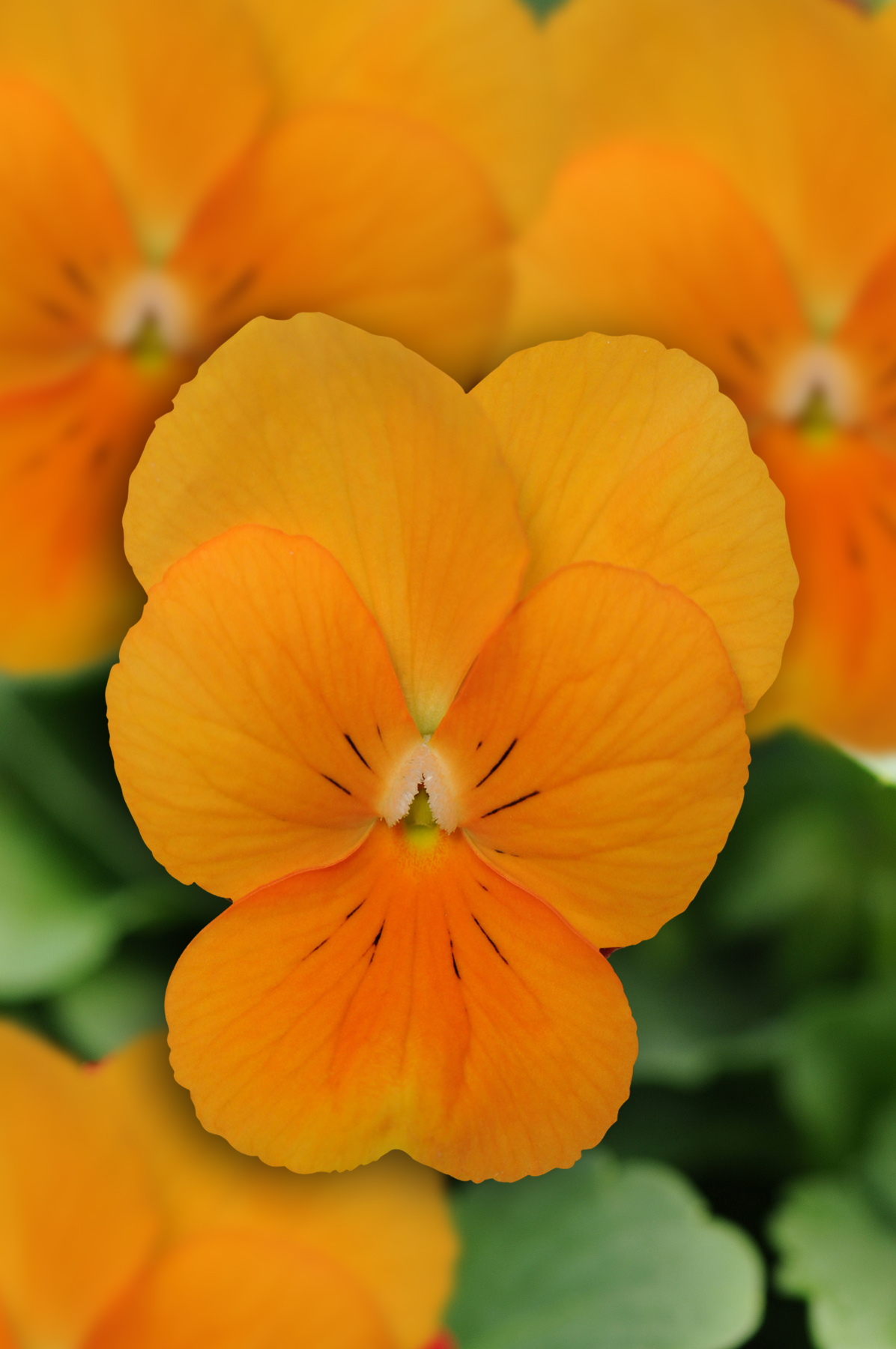 Sorbet Orange XP Viola FINAL | WhiteTail Nurseries